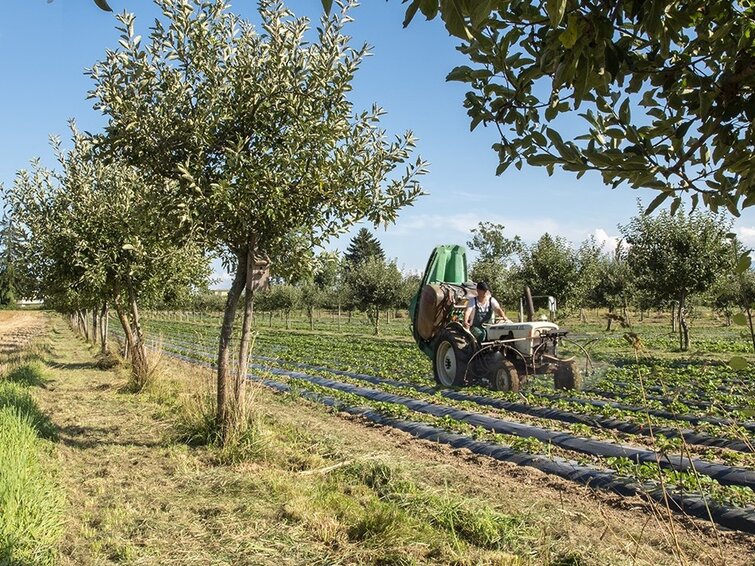 Agroforestry Netwerk Nederland