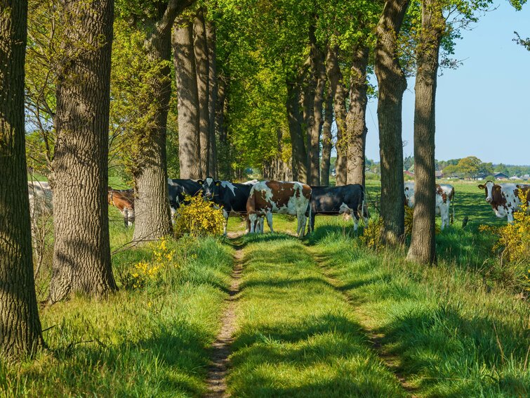 Agroforestry Netwerk Nederland